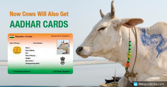 Unique Identification (UID) Numbers for Cows, Similar to Aadhar Card ...