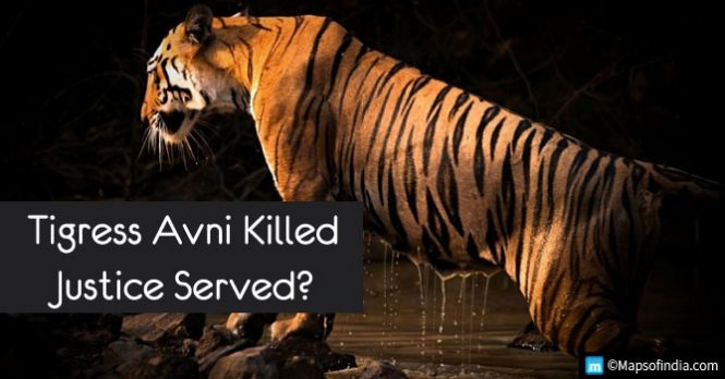 Tigress Avni Killed: Is it justified? - India