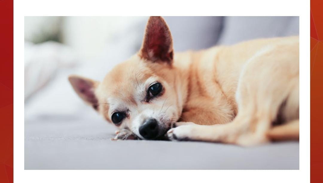 Name this animal, who was Elle Woods’ pet in Legally Blonde? - Quiz