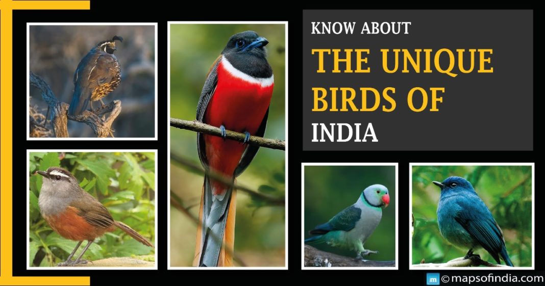 Know about the unique birds of India - India