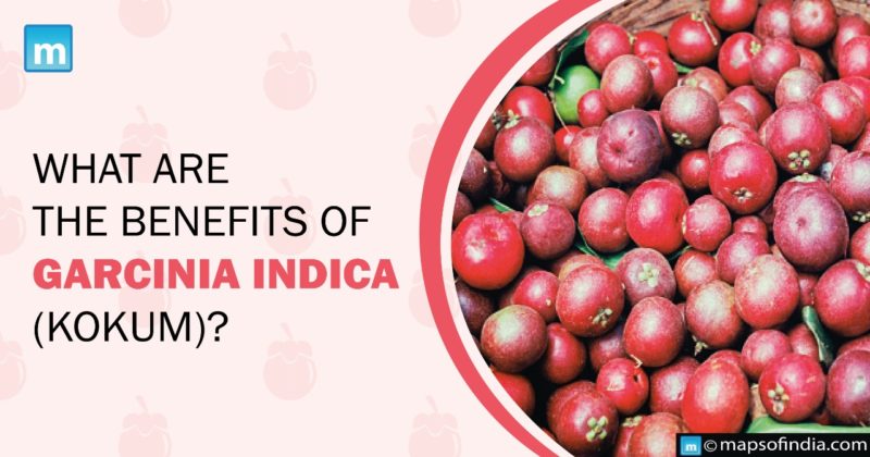 What are the benefits of Garcinia Indica (Kokum)? - Benefits