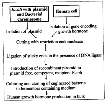 Chapter 12 – Biotechnology and its Applications Questions and Answers ...