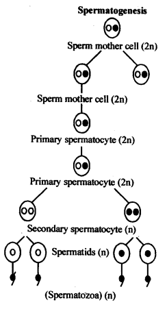 Chapter 3 – Human Reproduction Questions and Answers: NCERT Solutions ...