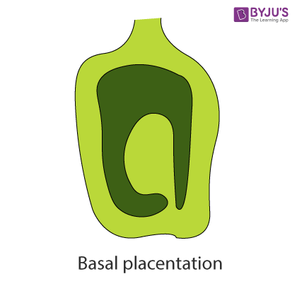 Chapter 5 – Morphology of Flowering Plants Questions and Answers: NCERT ...
