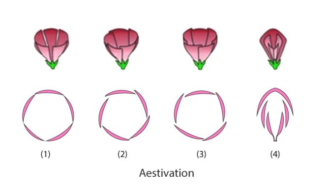 Chapter 5 – Morphology of Flowering Plants Questions and Answers: NCERT ...