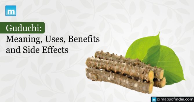 Guduchi: Uses, Benefits and Side Effects - Applications