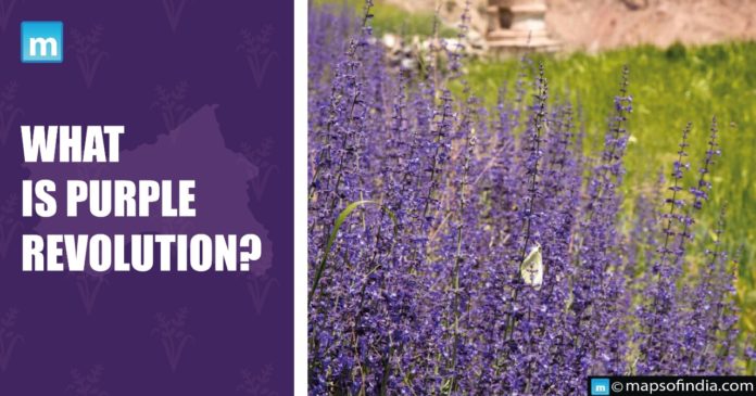 What is Purple Revolution? - Agriculture