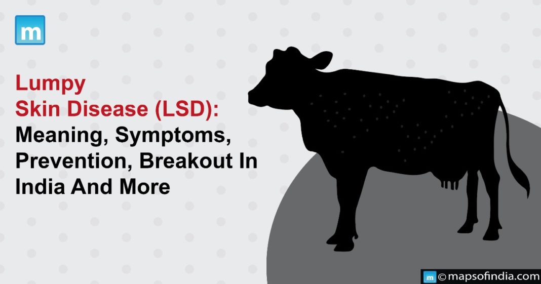 Lumpy Skin Disease (LSD): Meaning, Symptoms, Prevention, Breakout In ...