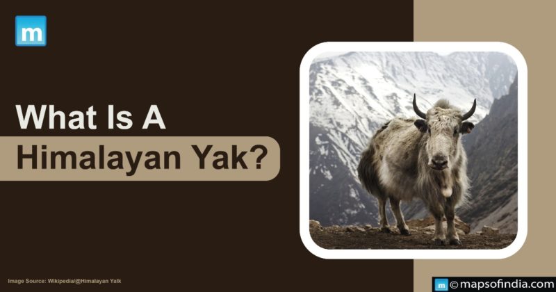What Is A Himalayan Yak? - Animals