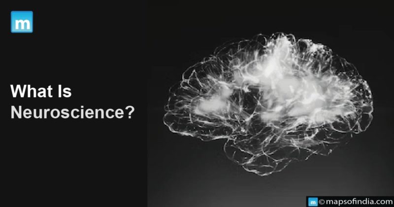 What Is Neuroscience? - Blog