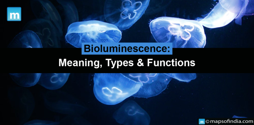 Bioluminescence: Meaning, Types & Functions - Bacteria