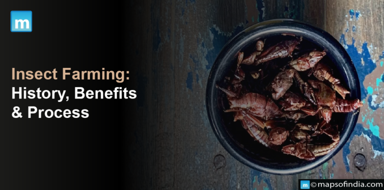 Insect Farming: History, Benefits And Process - farming