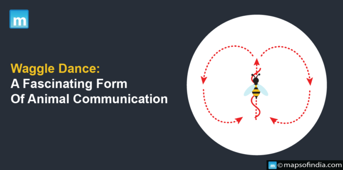 Waggle Dance: A Fascinating Form Of Animal Communication - Animals