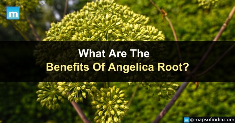 What Are The Benefits Of Angelica Root? - Health