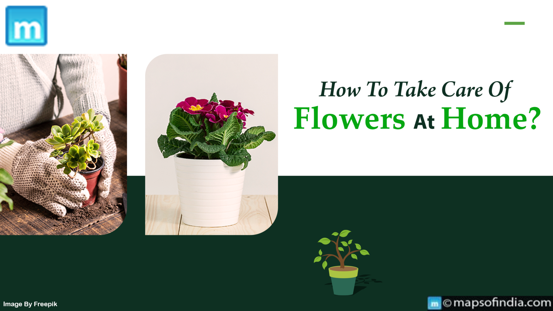 How To Take Care Of Flowers At Home? - Care