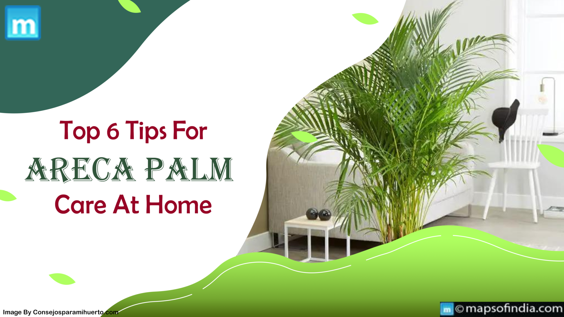 Top 6 Tips For Areca Palm Care At Home - Biodiversity