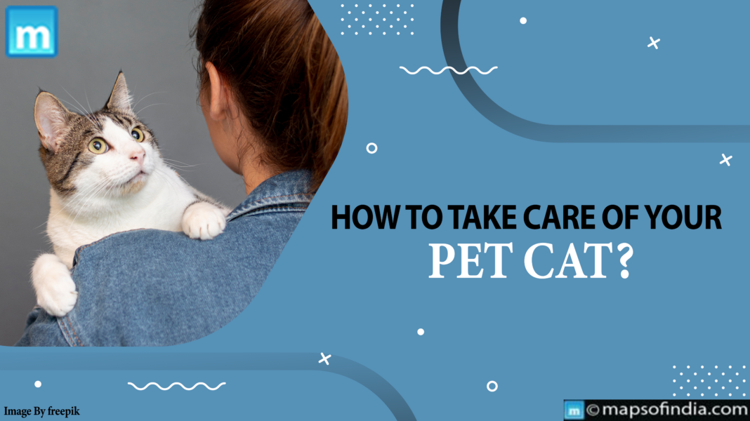 How To Take Care Of Your Pet Cat? - Lifestyle