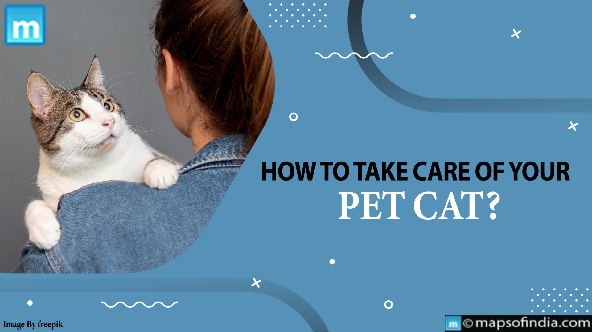 How To Take Care Of Your Pet Cat? - Lifestyle