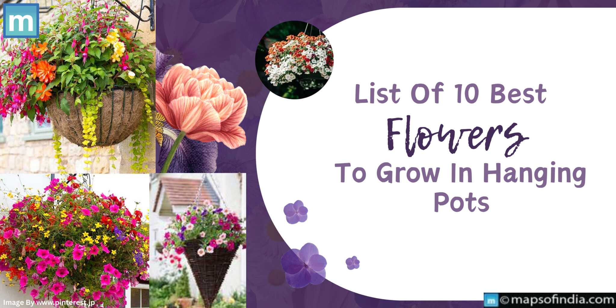 List Of 10 Best Flowers To Grow In Hanging Pots - Art