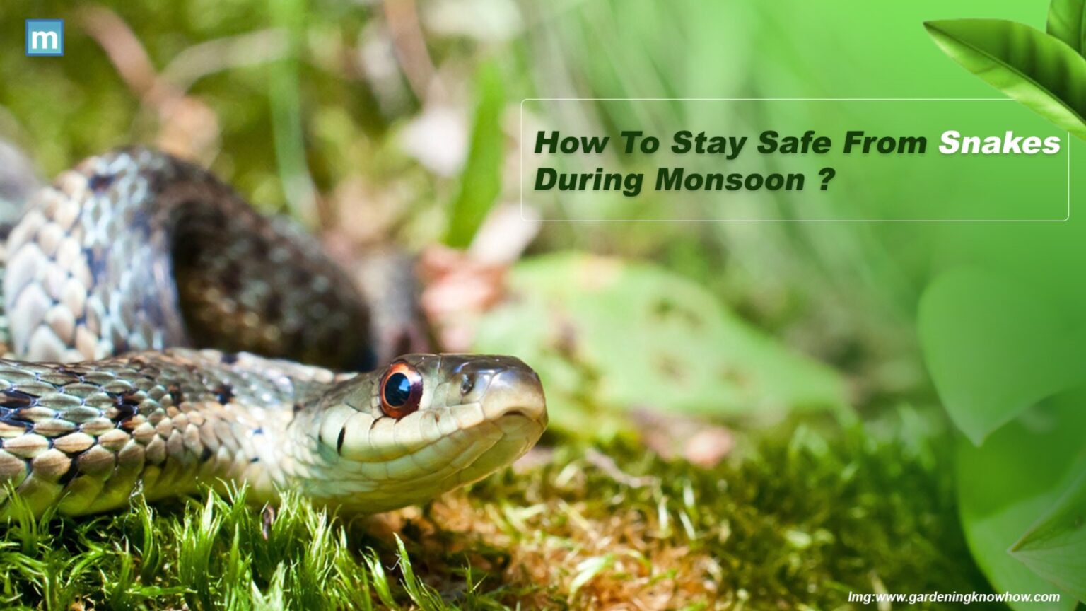 Tips for Avoiding Snakes and Staying Safe During The Monsoon