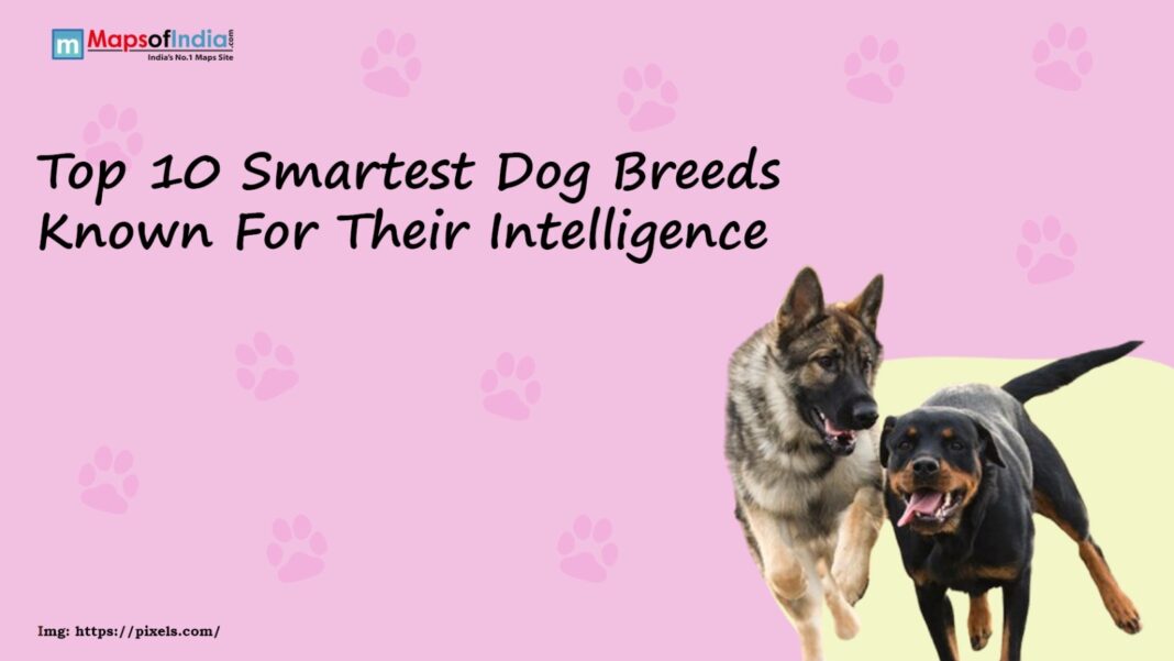 Top 10 Smartest Dog Breeds Known For Their Intelligence - Animals Top ...