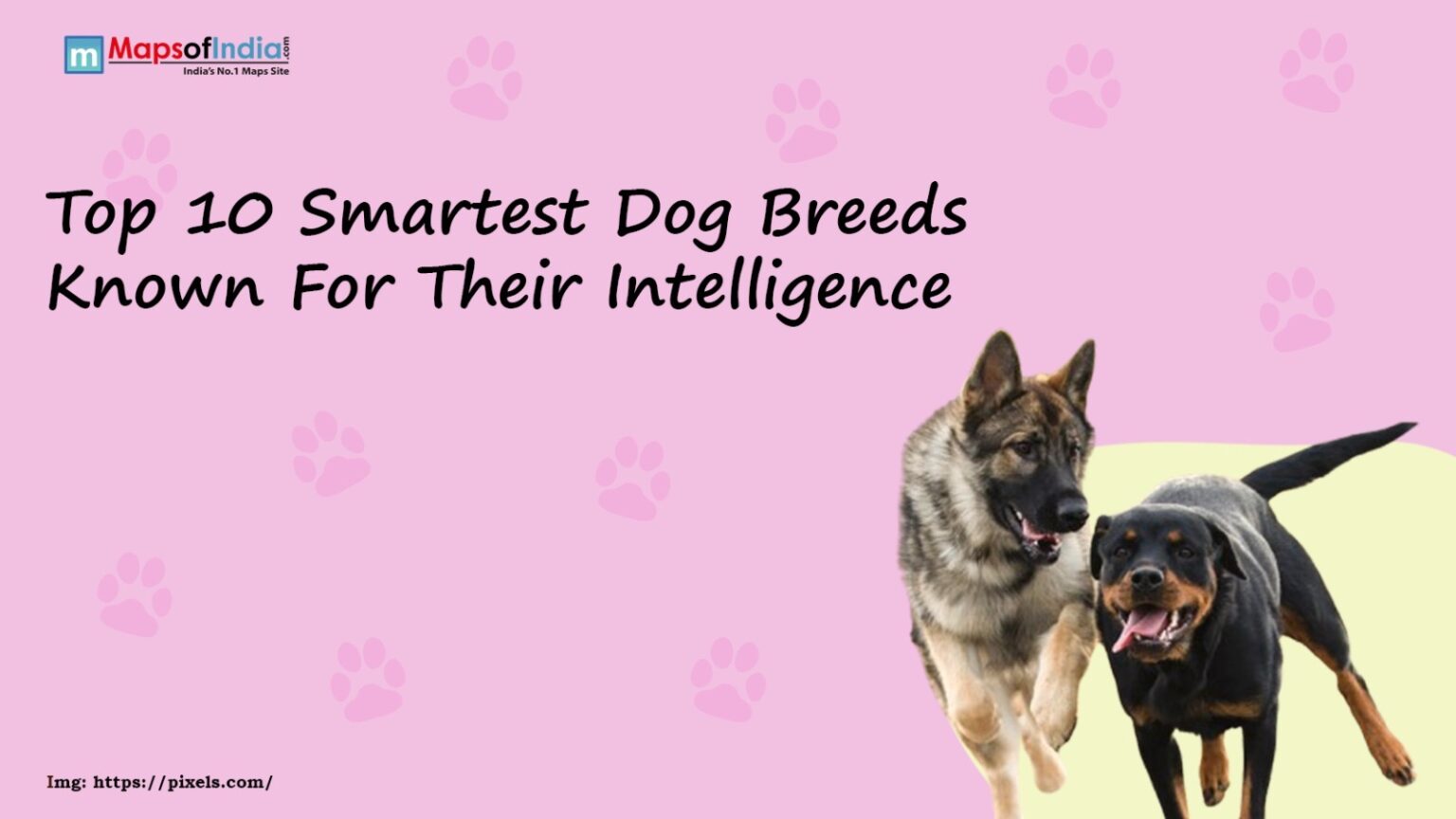 Top 10 Smartest Dog Breeds Known For Their Intelligence - Animals Top ...