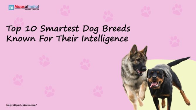 Top 10 Smartest Dog Breeds Known For Their Intelligence - Animals Top ...