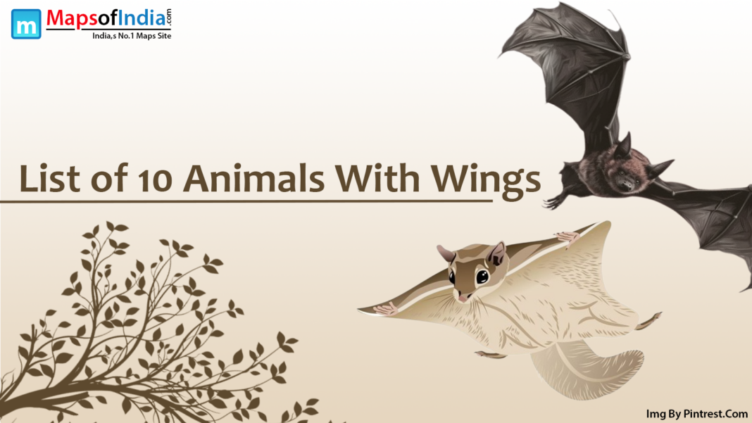 List Of 10 Animals With Wings - Animals 10 Animals with Wings: Discover ...