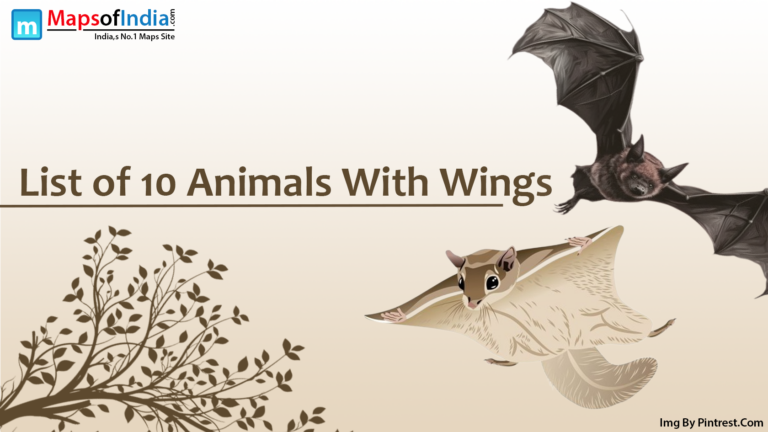 List Of 10 Animals With Wings - Animals 10 Animals with Wings: Discover ...
