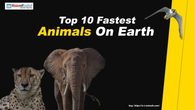 Top 10 Fastest Animals On Earth - Animals