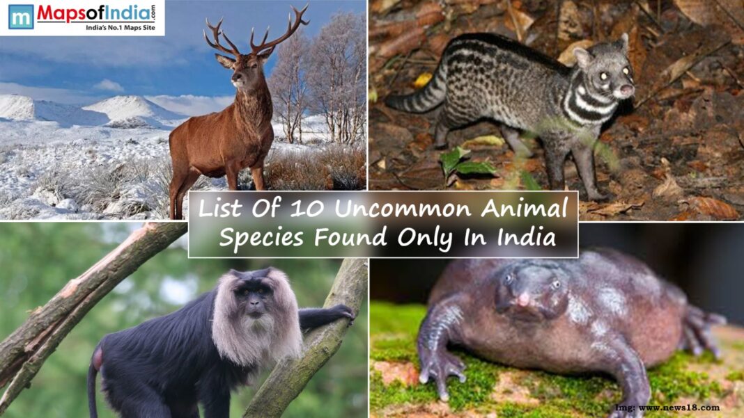 10 Rare Animal Species Exclusive to India