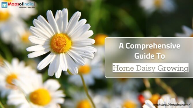 Step-By-Step Guide to Grow Daisies at Home