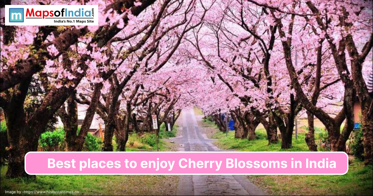 Top Spots to See Cherry Blossoms in India