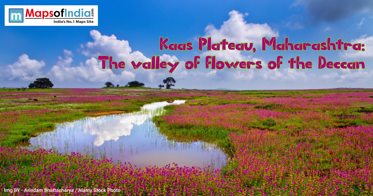 Kaas Plateau Maharashtra: UNESCO Valley of Flowers