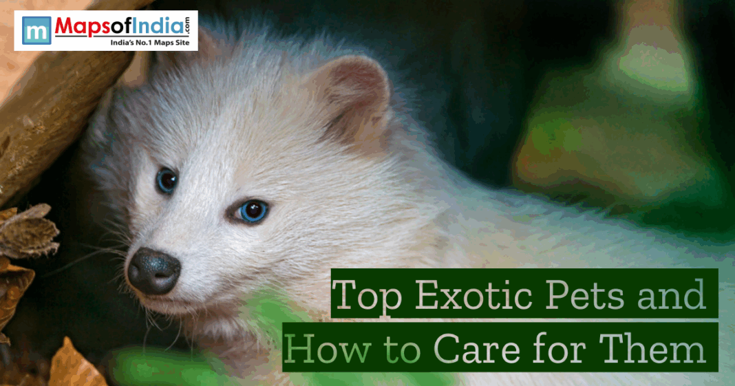 Best Exotic Pets and How to Care for Them Properly